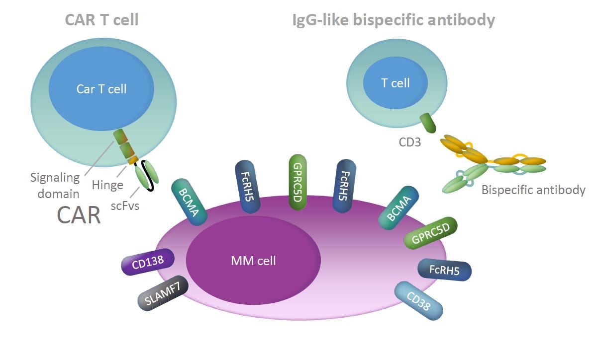 T-Cell Redirecting Bispecific Antibodies for the Treatment of Multiple ...