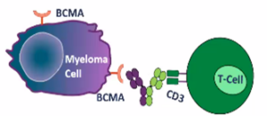 How Oncology Nurses Can Explain BiTEs to Patients With Multiple Myeloma ...